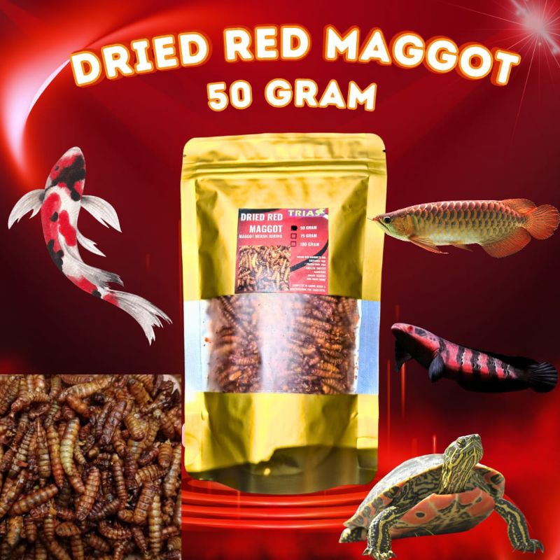 Jual Dried Red Maggot/Maggot merah kering pakan ikan predator Channa ...