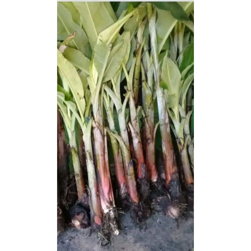 Jual Benih tanaman pisang raja 3 pohon | Shopee Indonesia