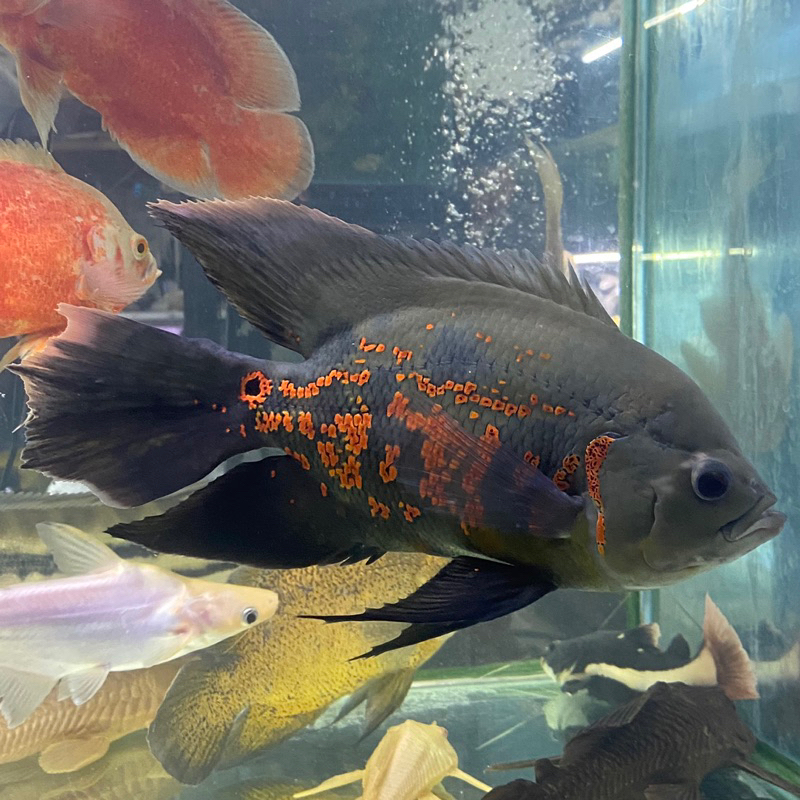 Jual IKAN HIAS OSCAR TIGER SLAYER OSCAR TIGER / IKAN PREDATOR OSCAR ...