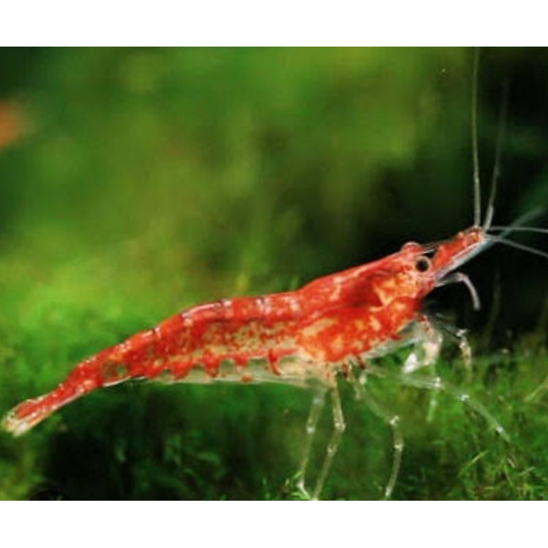 Jual Udang Hias Red Cherry Udang RCS | Shopee Indonesia