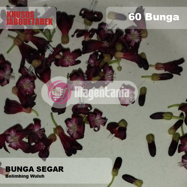 Jual Bunga belimbing wuluh (Khusus Jabodetabek) 60 pcs Asli fresh ...