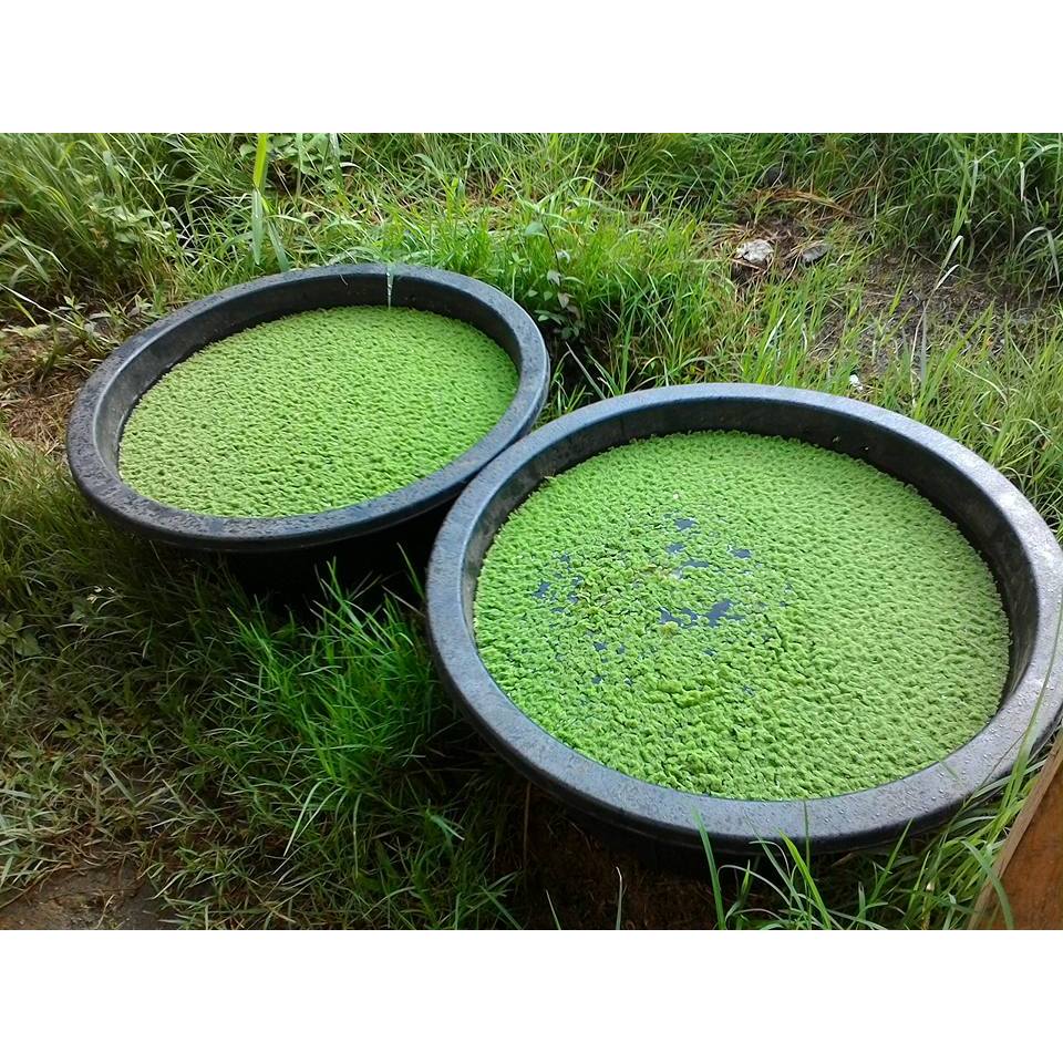 Jual Bibit Azolla | Shopee Indonesia