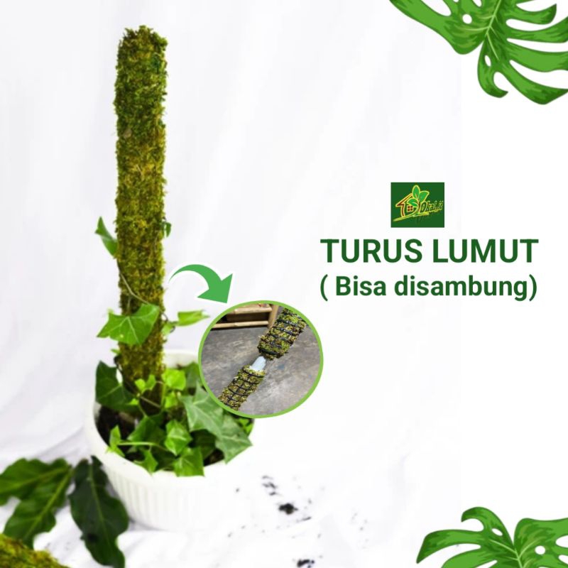 Jual Turus lumut | Turu Penyangga tanaman tinggi 50 cm-100 cm | Shopee ...