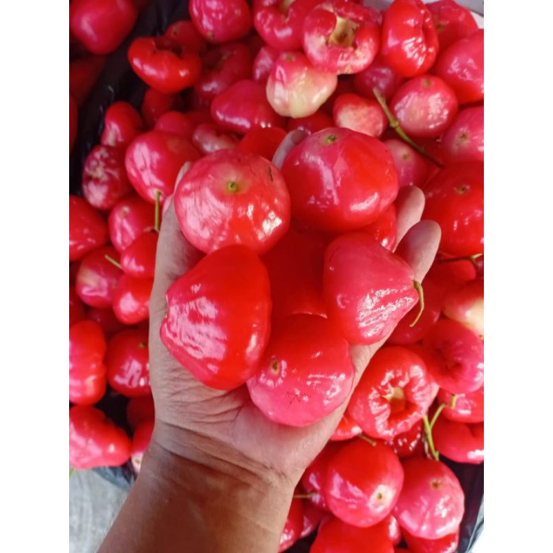 Jual jambu air merah/jambu rujak/bahan rujakan 1 kg | Shopee Indonesia