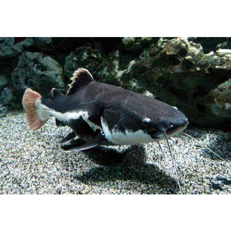 Jual Ikan Red Tail Catfish RTC 8-9cm | Shopee Indonesia