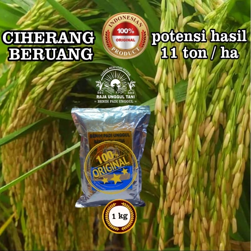 Jual Benih bibit padi 1kg Ciherang beruang super original raja unggul GABAH BERKUALITAS UNGGUL ...