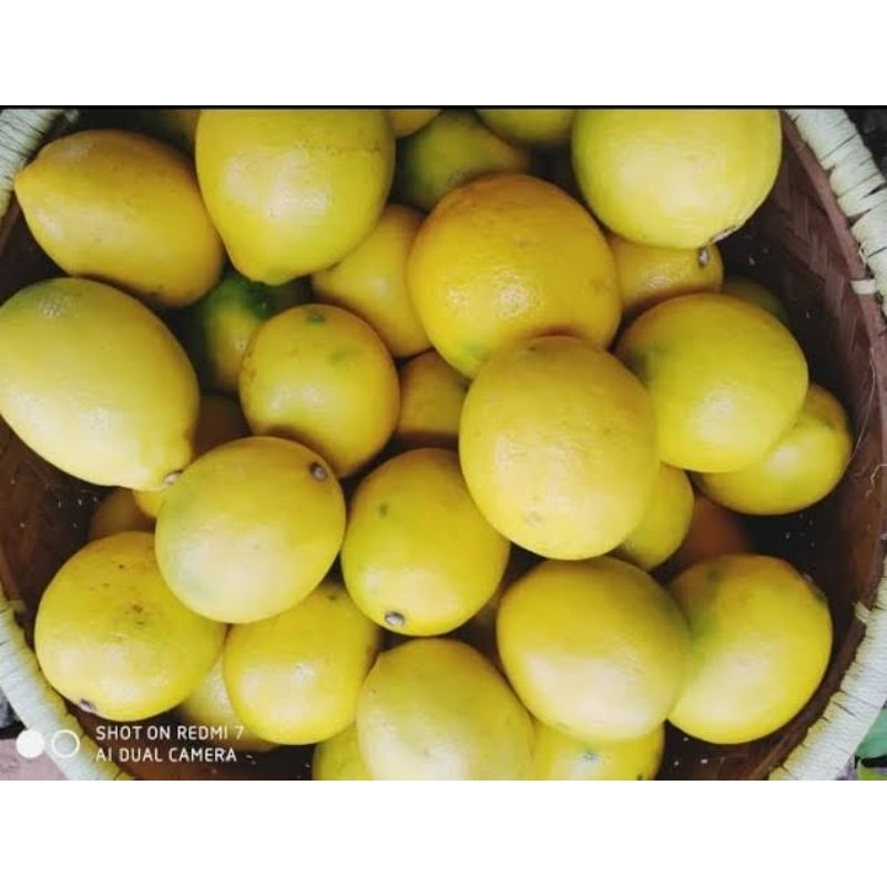 Jual jeruk lemon lokal fresh termurah 250 gr 500 gr 1 kg | Shopee Indonesia
