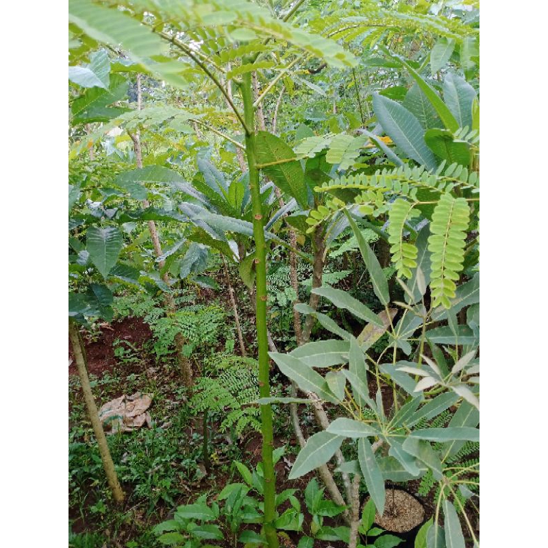 Jual Pohon hias parahiba solobium tinggi 160/170cm | Shopee Indonesia