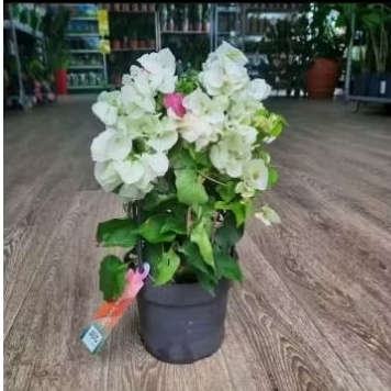 Jual tanaman hias bunga Bougenville/ bunga kertas bugenvil (BIBIT ...