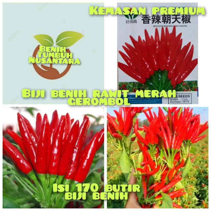 Jual (SP) 170 butir biji benih rawit merah gerombol(kemasan pabrik ...