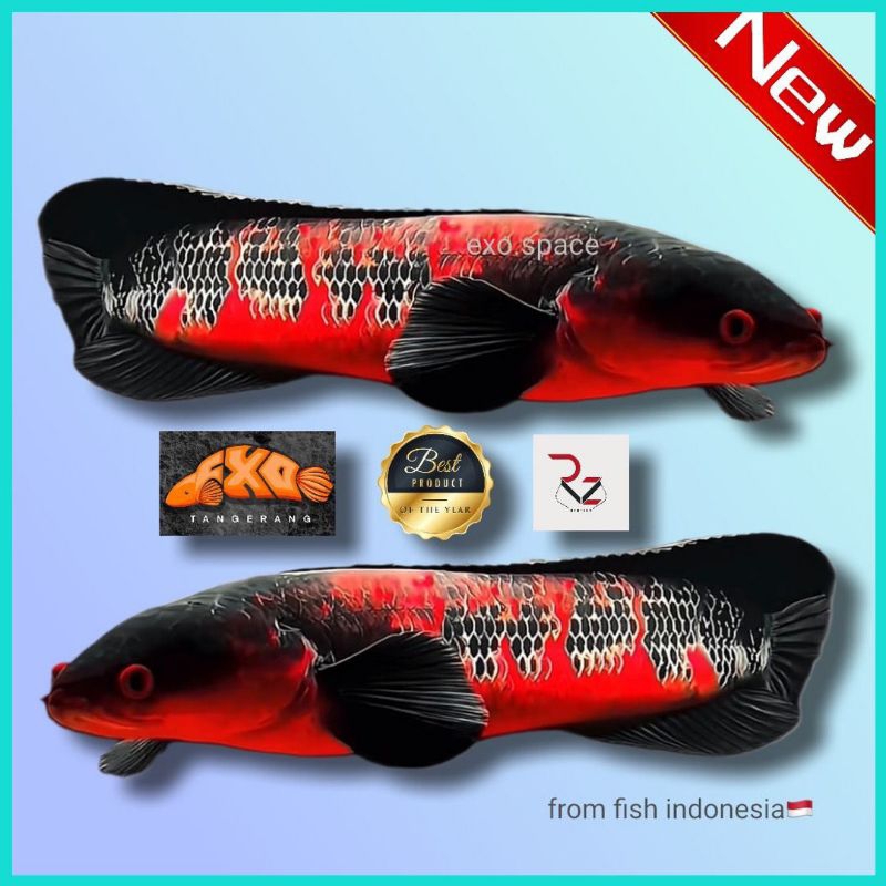 Jual Red Barito Original kualitas Grade A+ ( Free Sticker) Terlaris di ...
