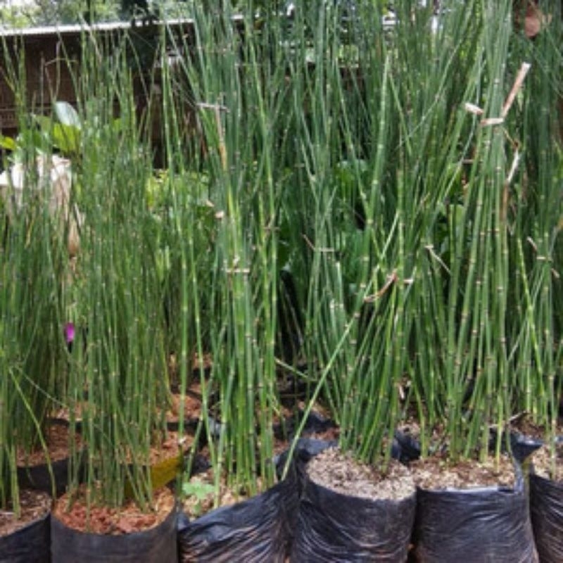 Jual bambu air tanaman hias hidup rimbun Semarang Jawa Tengah jateng ...