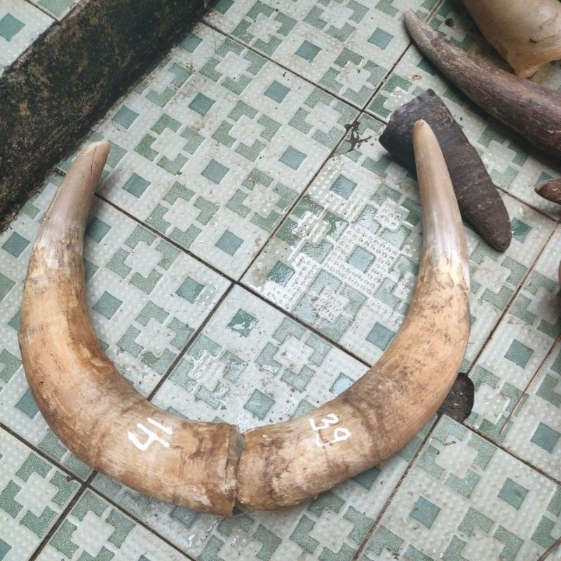 Jual tanduk sapi pasangan 36-39 cm cocok untuk bantengan/pajangan ...