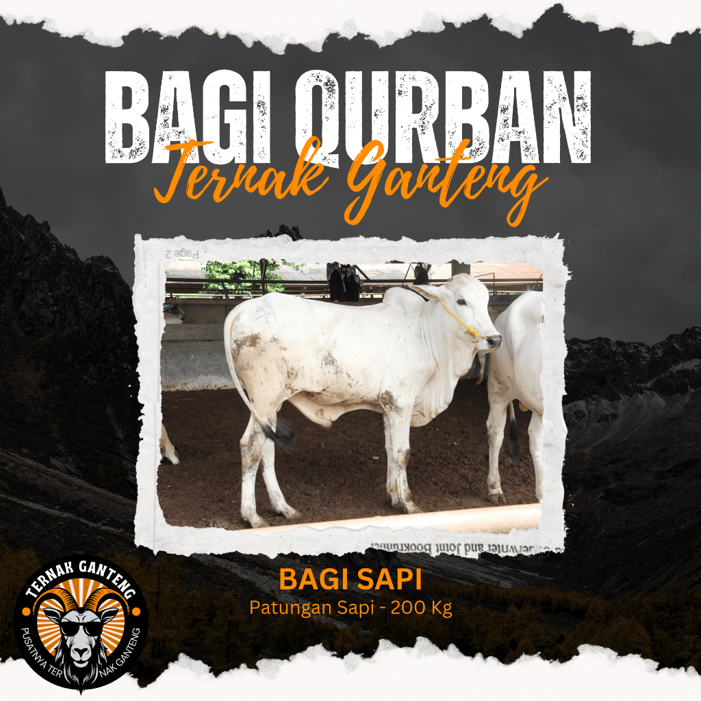 Jual Hewan Qurban Sapi Qurban Kurban Hidup Bobot 200KG Tebar Qurban ...