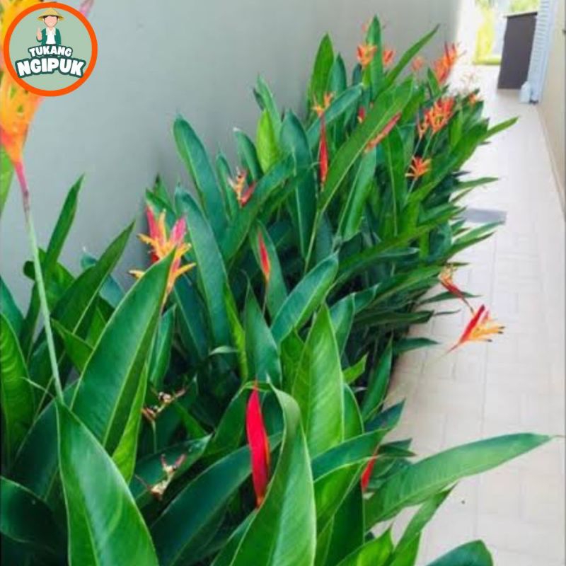 Jual Tanaman Hias Pisang Heliconia Pisang Pisangan Asli Rimbun Dan ...