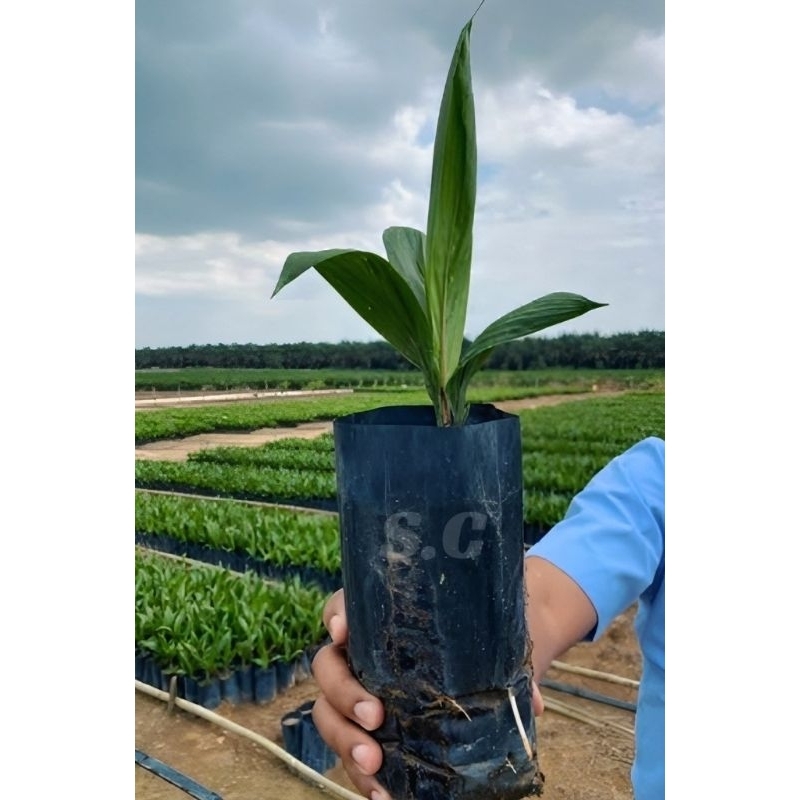 Jual 3pcs Bibit sawit/Bibit kelapa sawit usia 2 bulan/bibit pohon sawit ...