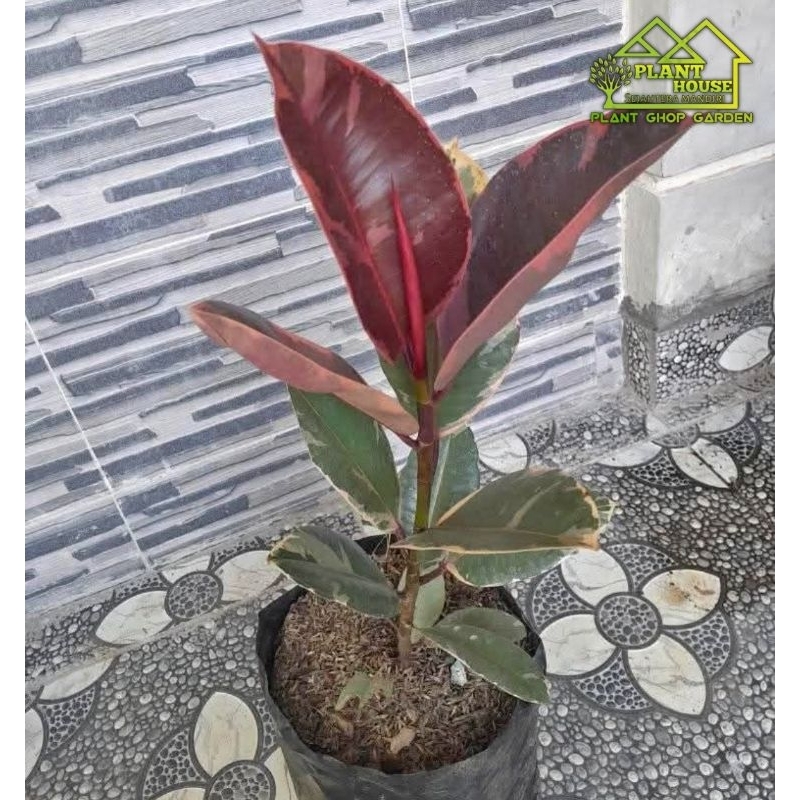 Jual Tanaman Karet Kebo Pink / Karet Kebo Merah Varigata | Shopee Indonesia