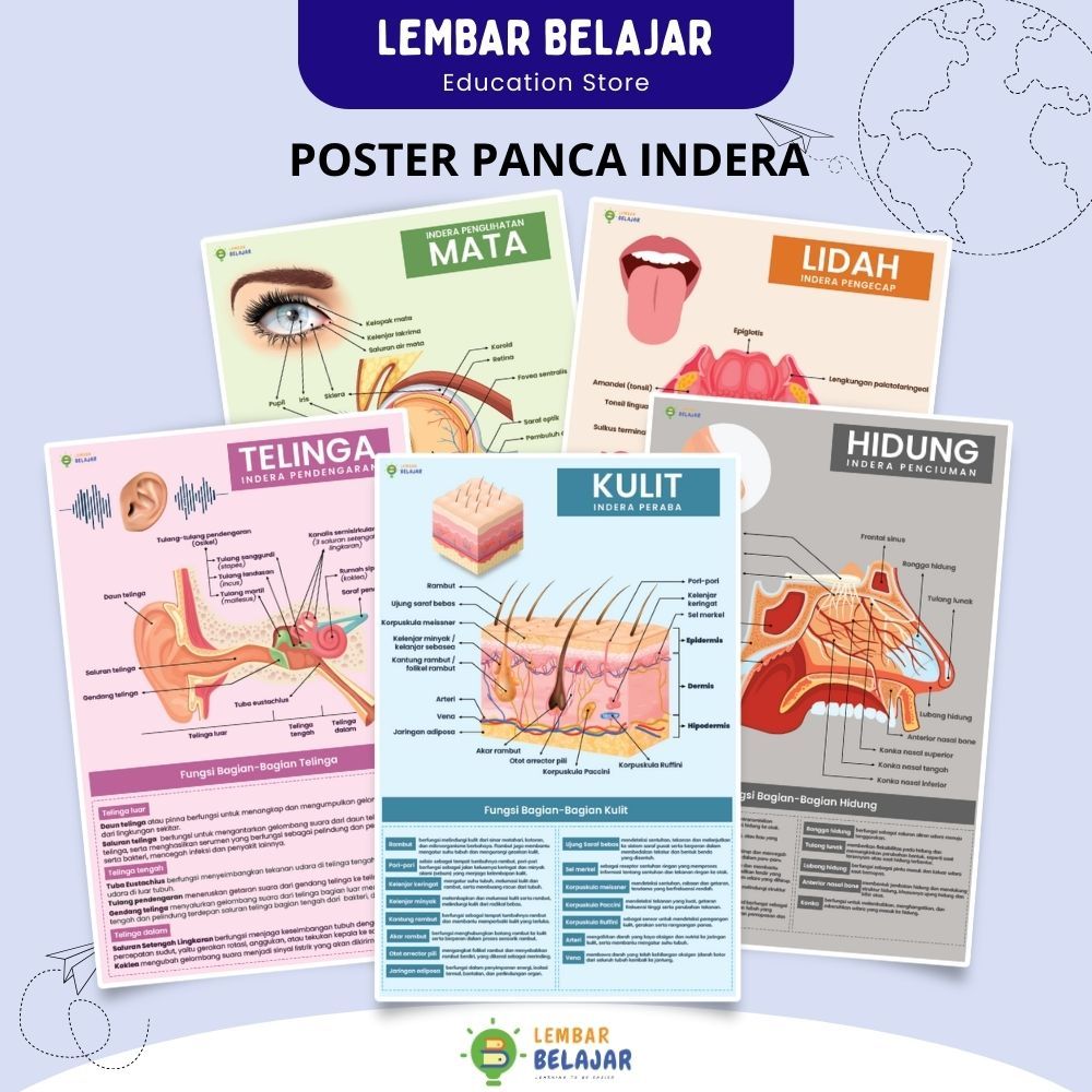 Jual Poster Edukasi Panca Indera - Poster Anatomi Mata Telinga Lidah ...