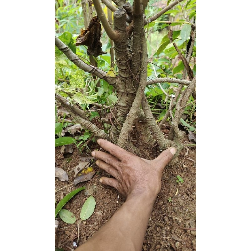 Jual bahan bonsai ficus beringin Bunut preh realpic sesuai gambar ...