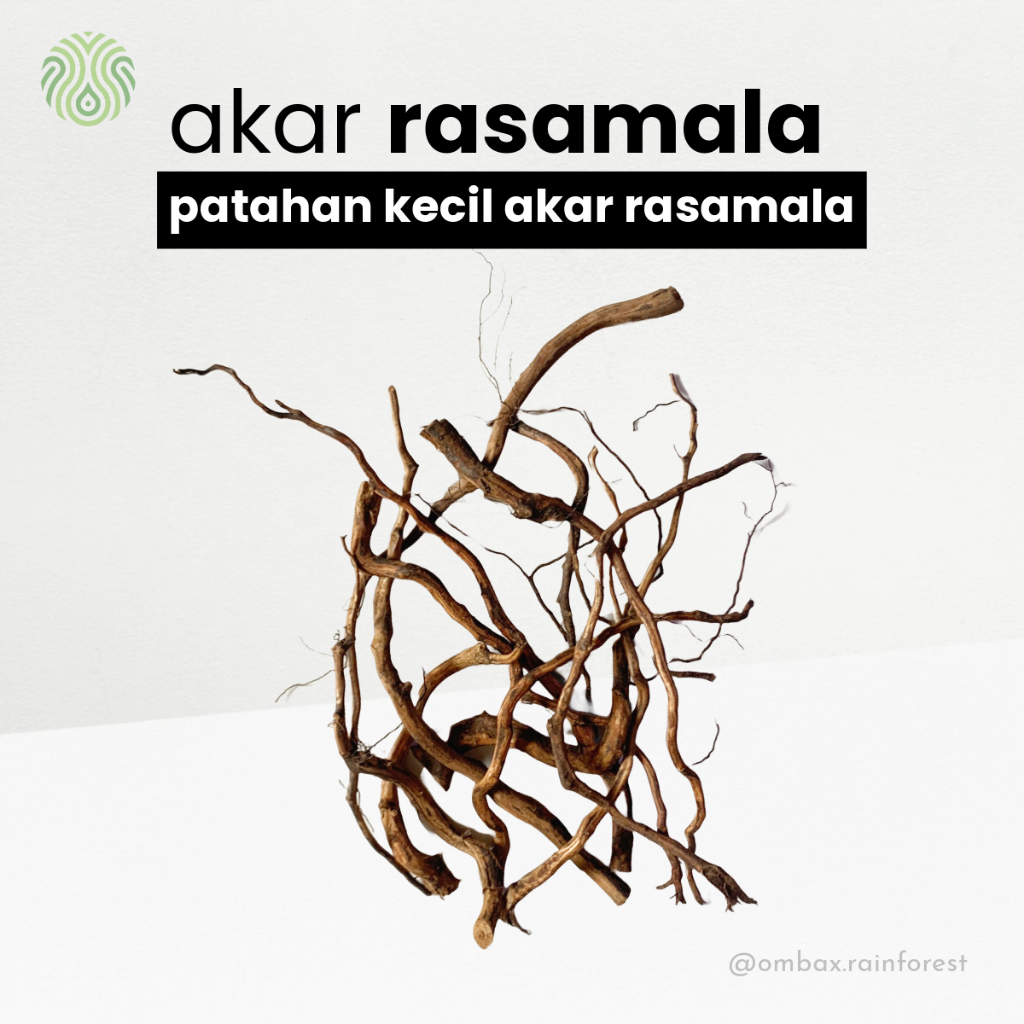 Jual Akar Kayu Rasamala kecil - Hardscape / Akar kayu / Aquascape ...