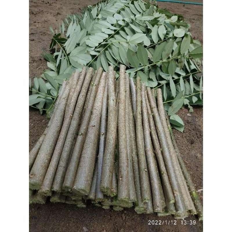 Jual Bibit Gamal atau Dadab b | Shopee Indonesia