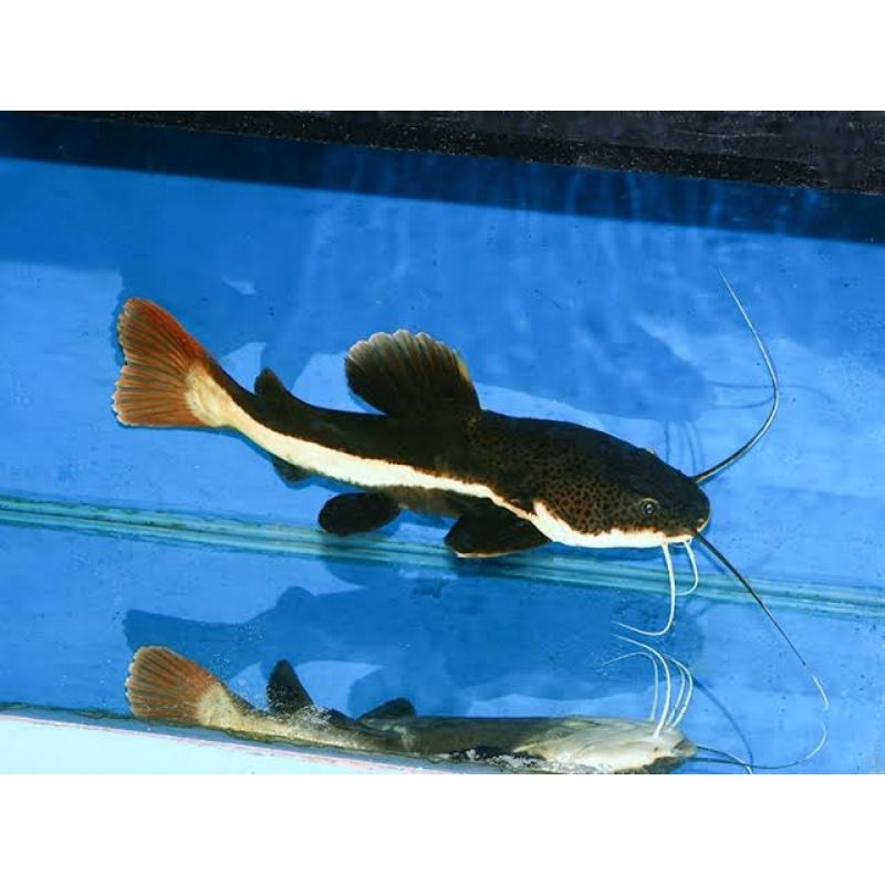 Jual Dekorasi Akuarium RTC/Red Tail catfish | Shopee Indonesia