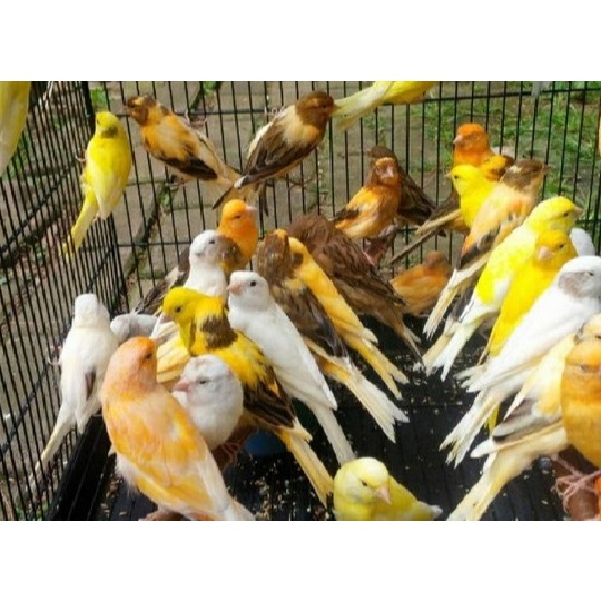 Jual Kenari F1 Bandung | Shopee Indonesia