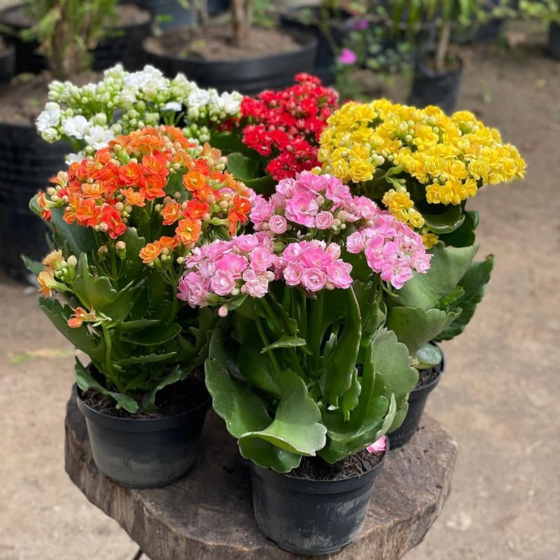 Jual Bunga Calandiva Hidup Tahan Panas Tanaman Hias Cantik Calanchoe ...