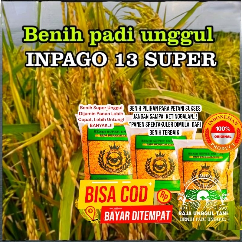 Jual COD 10KG ISI 2 BUNGKUS KEMASAN 5Kg BENIH BIBIT PADI UNGGUL INPAGO 13 SUPER GABAH ...