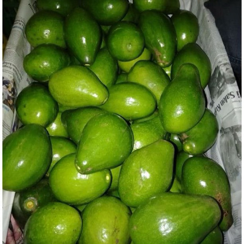 Jual buah alpukat markus | Shopee Indonesia