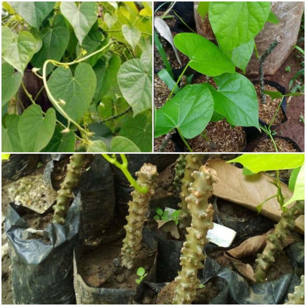 Jual Brotowali 1 KG, Bratawali, akar ali-ali Segar Gunung Kidul ...