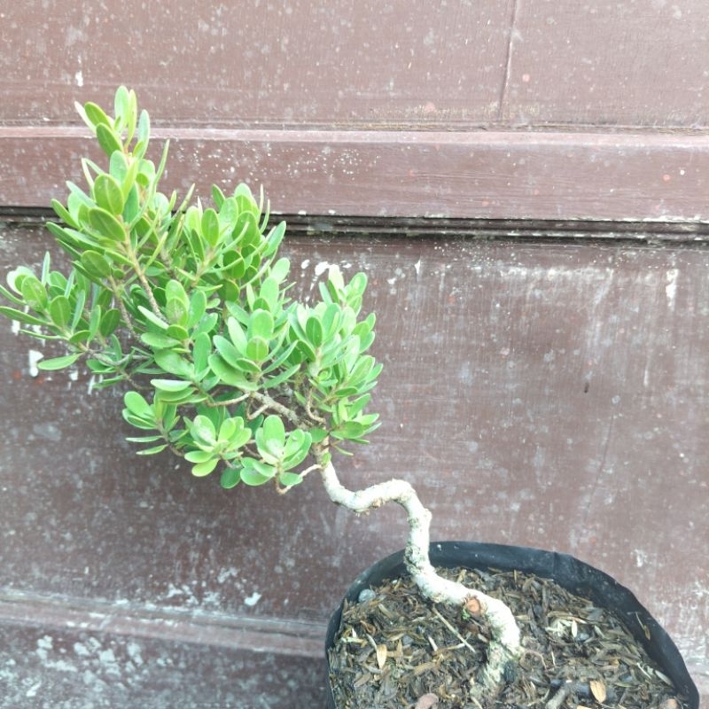 Jual (sesuai gambar) SANTIGI karang | Shopee Indonesia