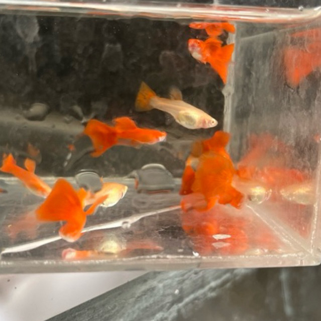 Jual Ikan Guppy Albino Full Red (AFR) | Shopee Indonesia