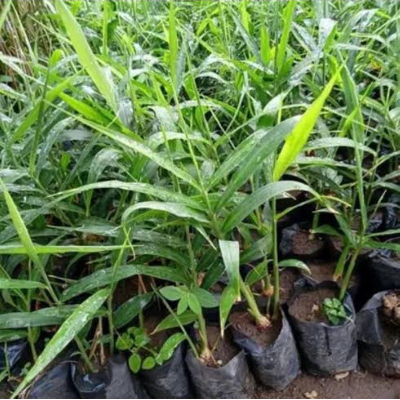 Jual tanaman bibit jahe atau tipakkan super | Shopee Indonesia