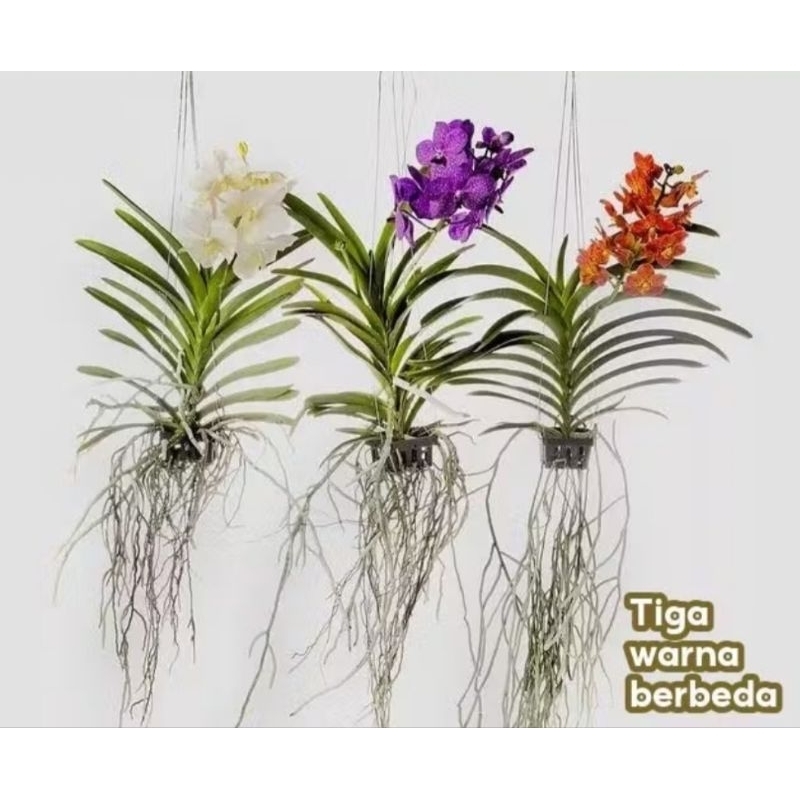 Jual Paket 3 Warna Anggrek Vanda Siap Berbunga Dewasa/3 pohon anggrek ...