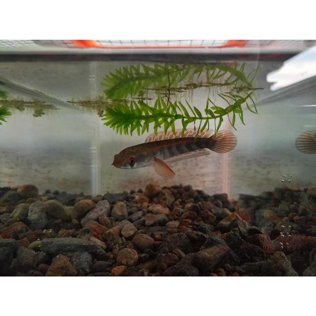 Jual Channa Red Barito 9-10 cm | Shopee Indonesia