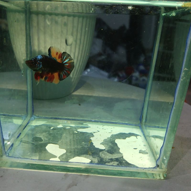 Jual (806) Hiasan Akuarium Plakat Avatar Gordon Nemo / Foto Asli ...