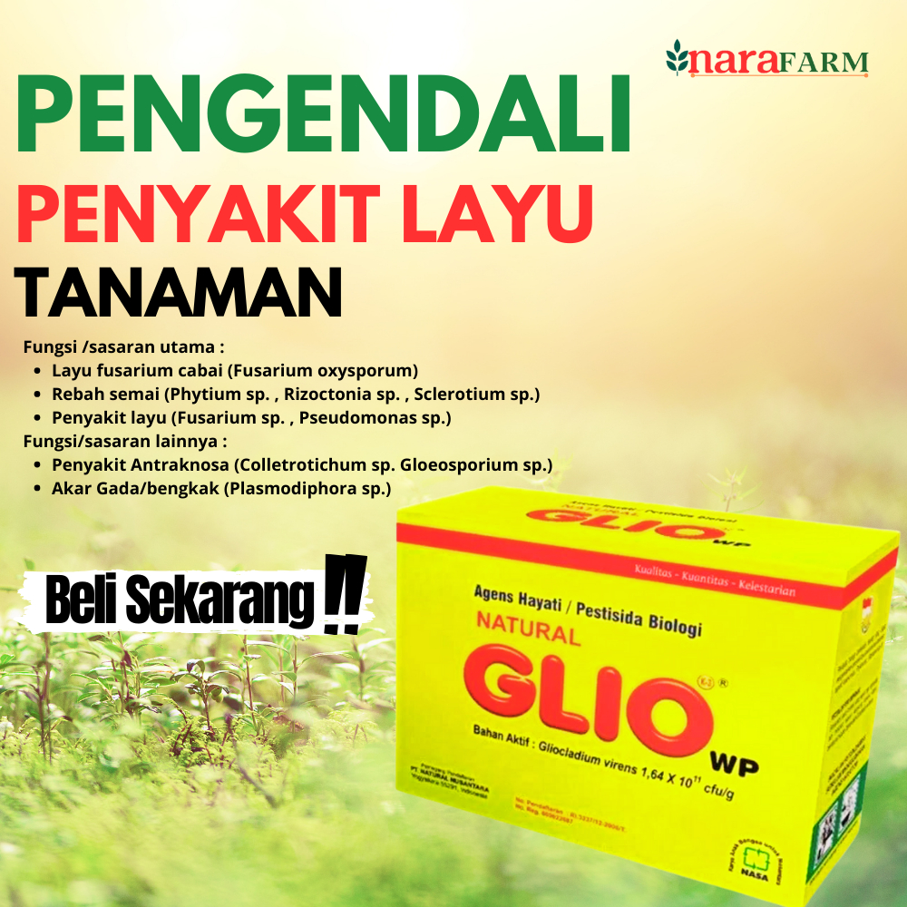 Jual Obat fusarium pada cabe,Pestisida layu fusarium,obat jamur ...