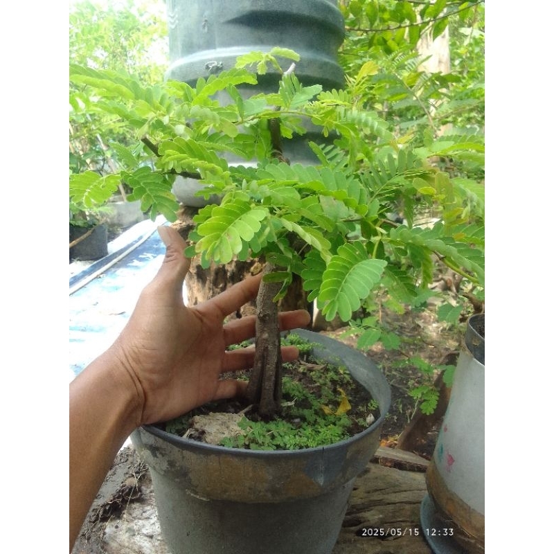 Jual Bonsai Asem Jawa Realpict | Shopee Indonesia