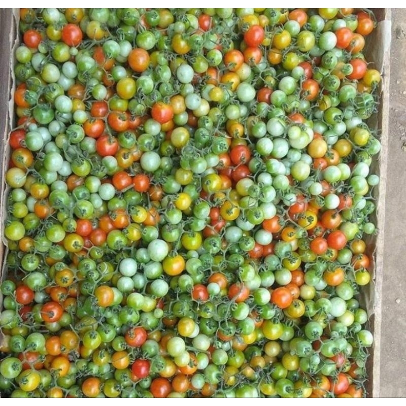 Jual Buah rampai tomat kecil Sumatra Sumatera Lampung untuk Sambal isi ...