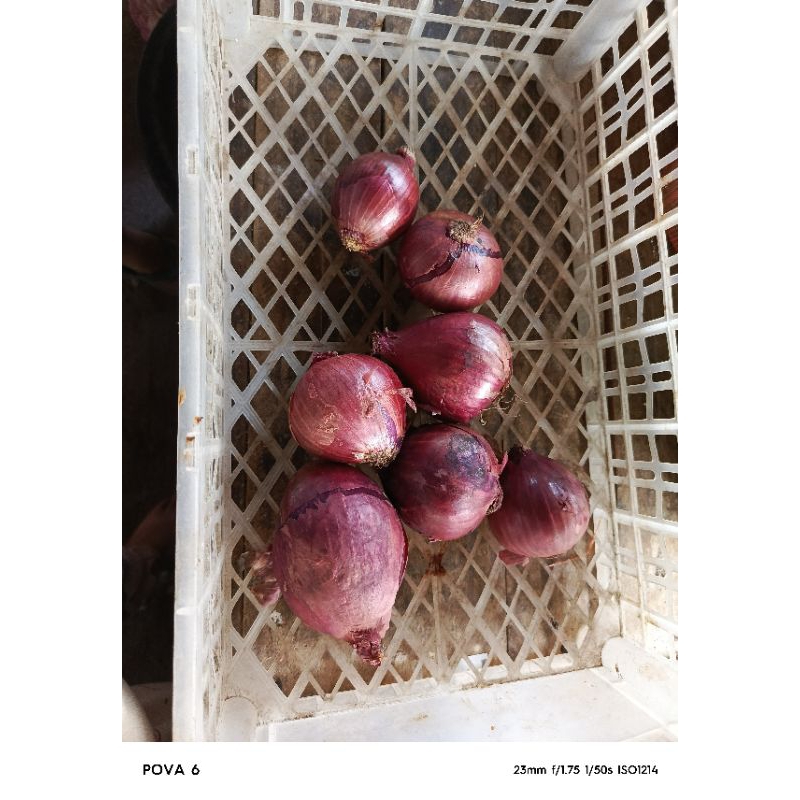 Jual jual bombay merah 1 kg | Shopee Indonesia