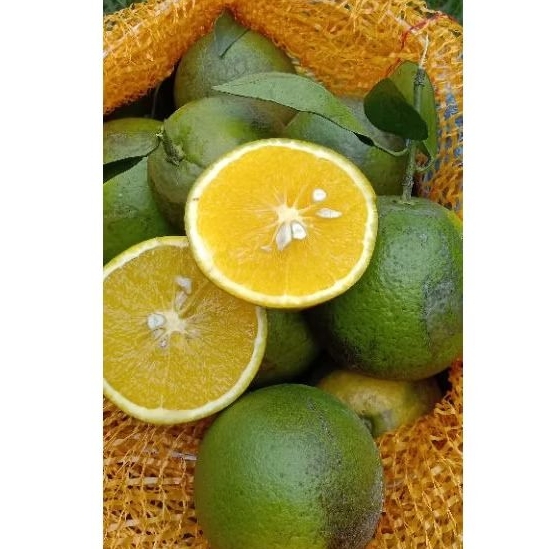 Jual BUAH JERUK BABY JAVA , JERUK BABY JAVA MANIS MALANG BERAT 5KG ...