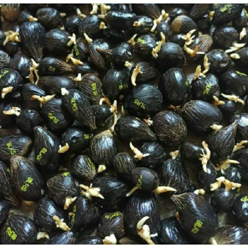 Jual benih kecambah sawit LONSUM per butir | Shopee Indonesia