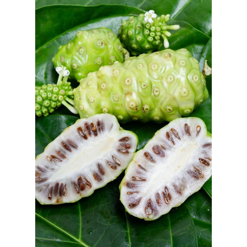 Jual Buah Pace 1 kg | Buah Mengkudu segar fresh pesan langsung kirim ...