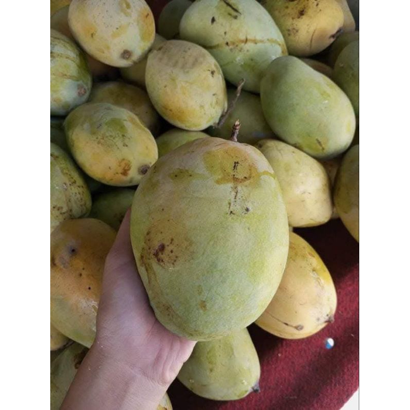 Jual mangga indramayu/mangga cengkir/ per 1kg mengkal | Shopee Indonesia