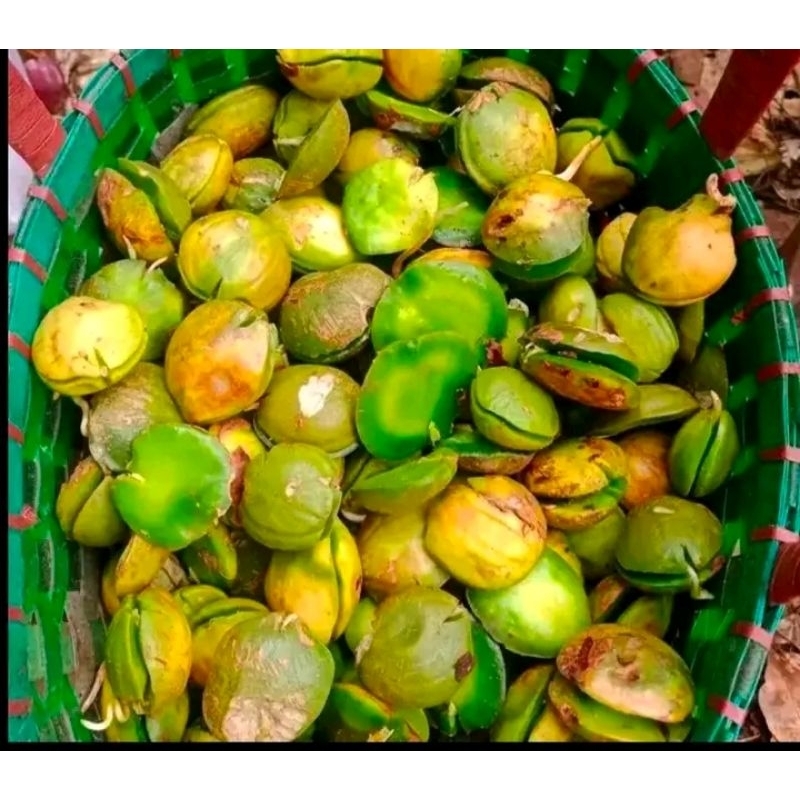 Jual jengkol beweh Lampung murah 1 kg jengkol beweh terlaris termurah ...