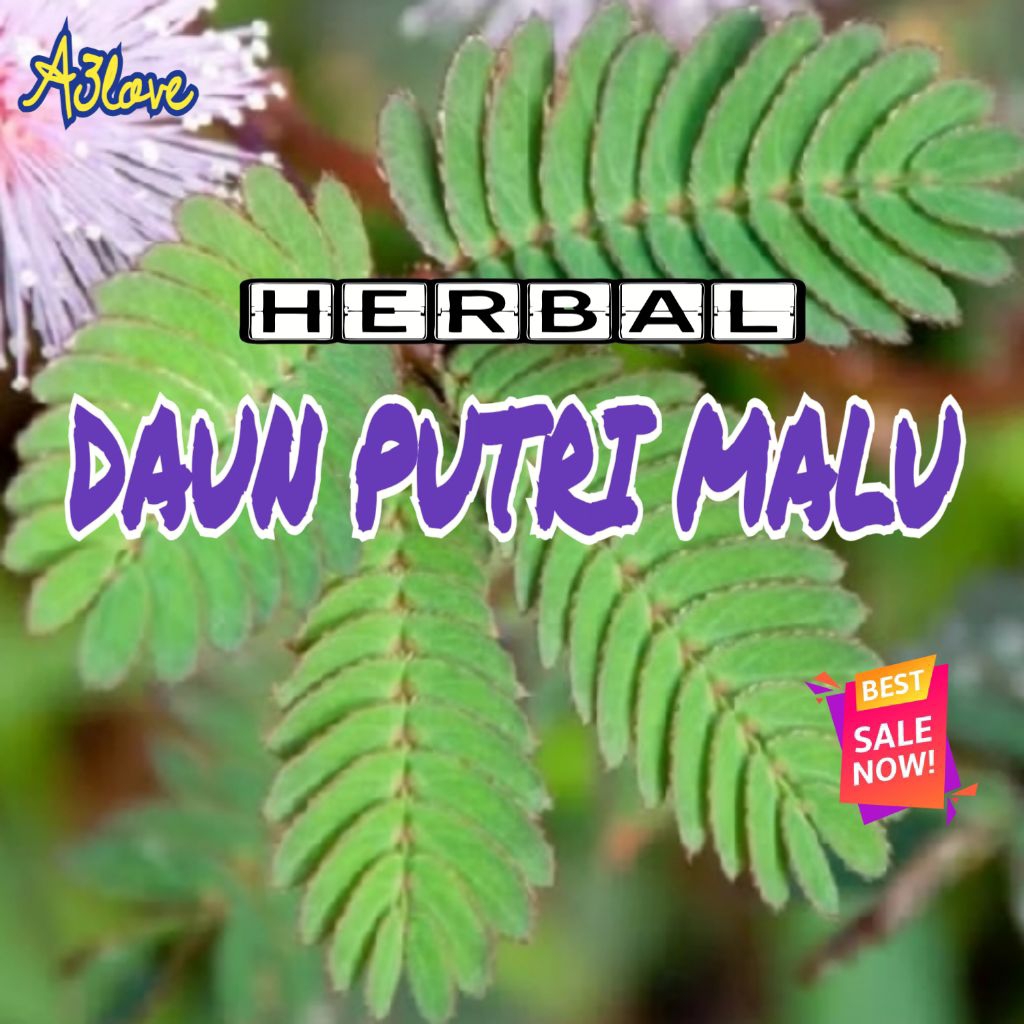 Jual Daun putri malu Herbal segar 100 Gram jumlah lebih banyak | Shopee Indonesia
