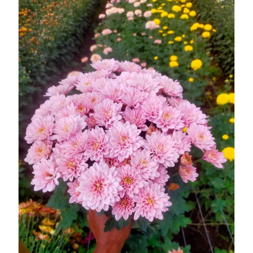 Jual Bunga Potong Aster Pink Nismara Isi 10 Tangkai | Shopee Indonesia