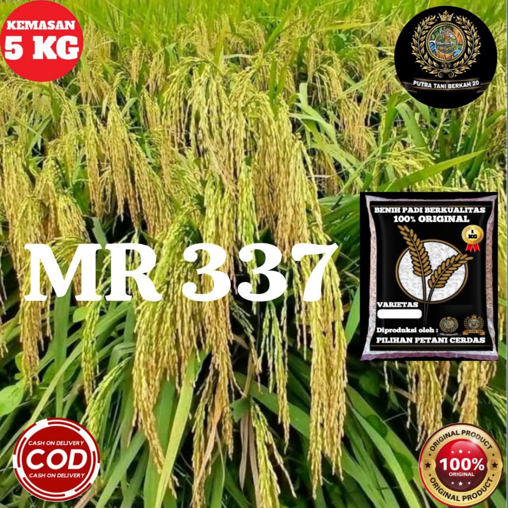Jual BENIH PADI MR 337 ORIGINAL BERKUALITAS KEMASAN 5KG | Shopee Indonesia