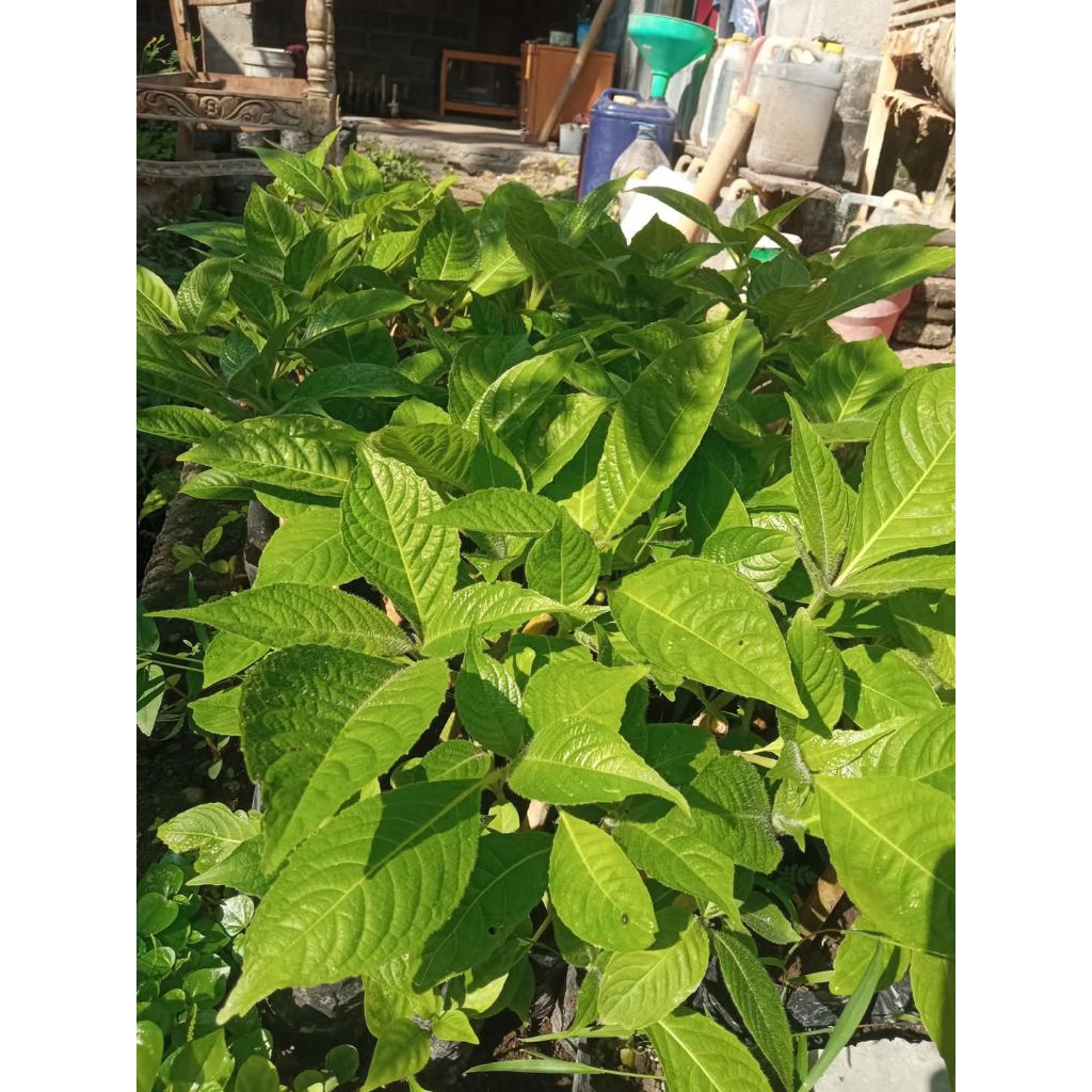 Jual 12 batang bibit stek trichantera gigantea (ketum ayam) | Shopee ...